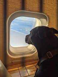 Traveling With A Furry Friend Delta Now Offers Pet Tracking Traveling With A Furry Friend Delta Now Offers Pet Tracking